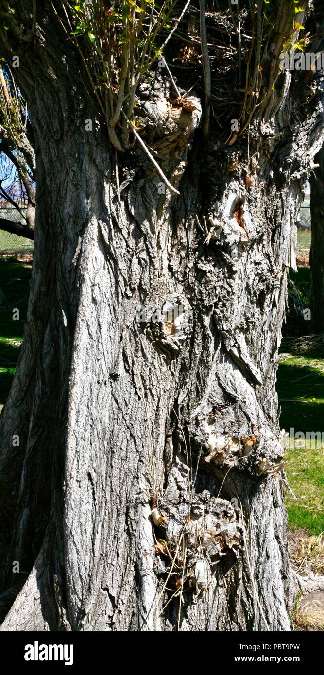 Face-like tree trunk Stock Photo - Alamy