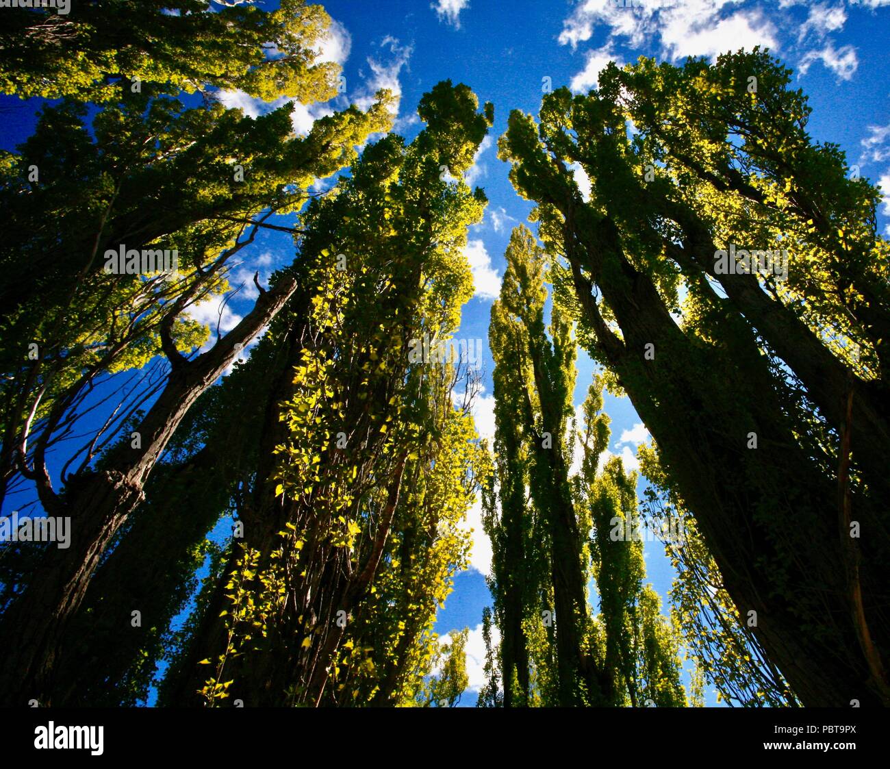 Tall trees with blue sky hi-res stock photography and images - Alamy