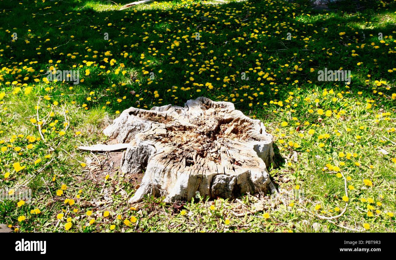 Tree stump with wildflowers hi-res stock photography and images - Alamy