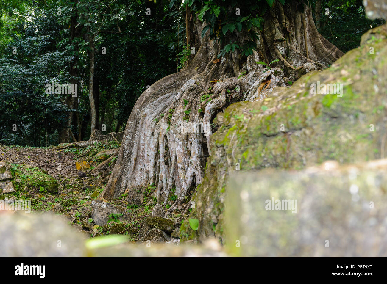 Maya territory hi-res stock photography and images - Alamy