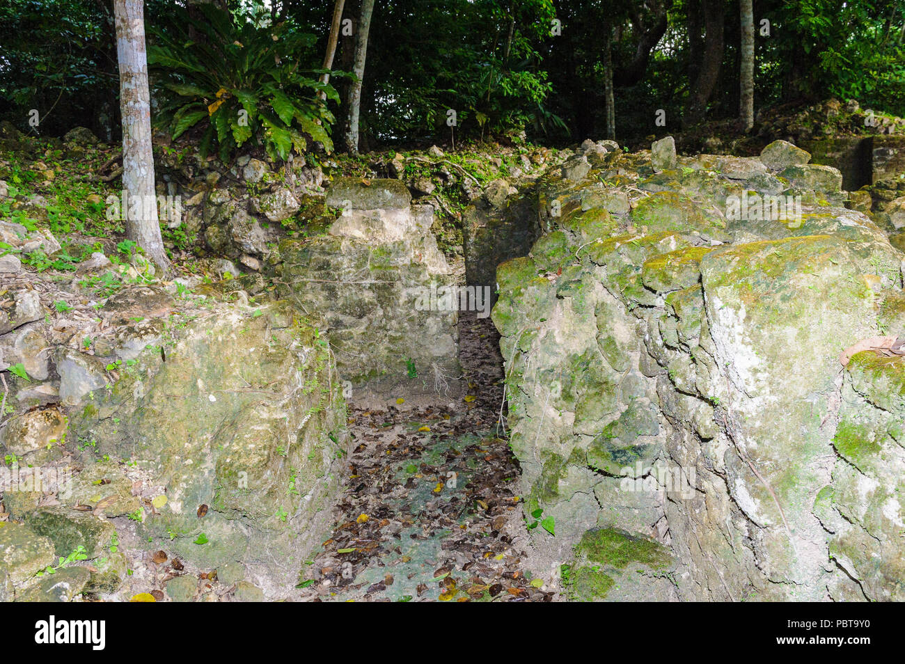 Rain forest in Belize Stock Photo - Alamy