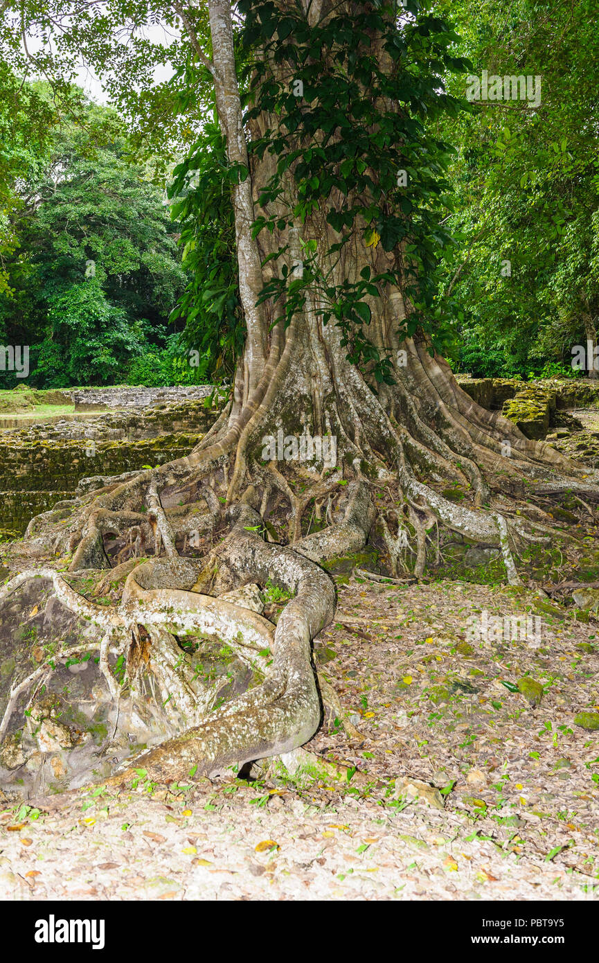 Tree in the rain forest of Belize, the territory of the Maya ...