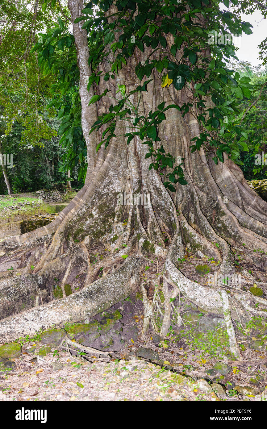 Maya territory hi-res stock photography and images - Alamy