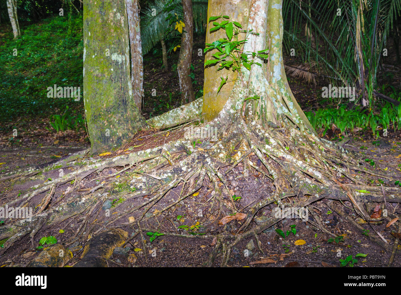 Root tree in the rain forest of the Central America Stock Photo - Alamy
