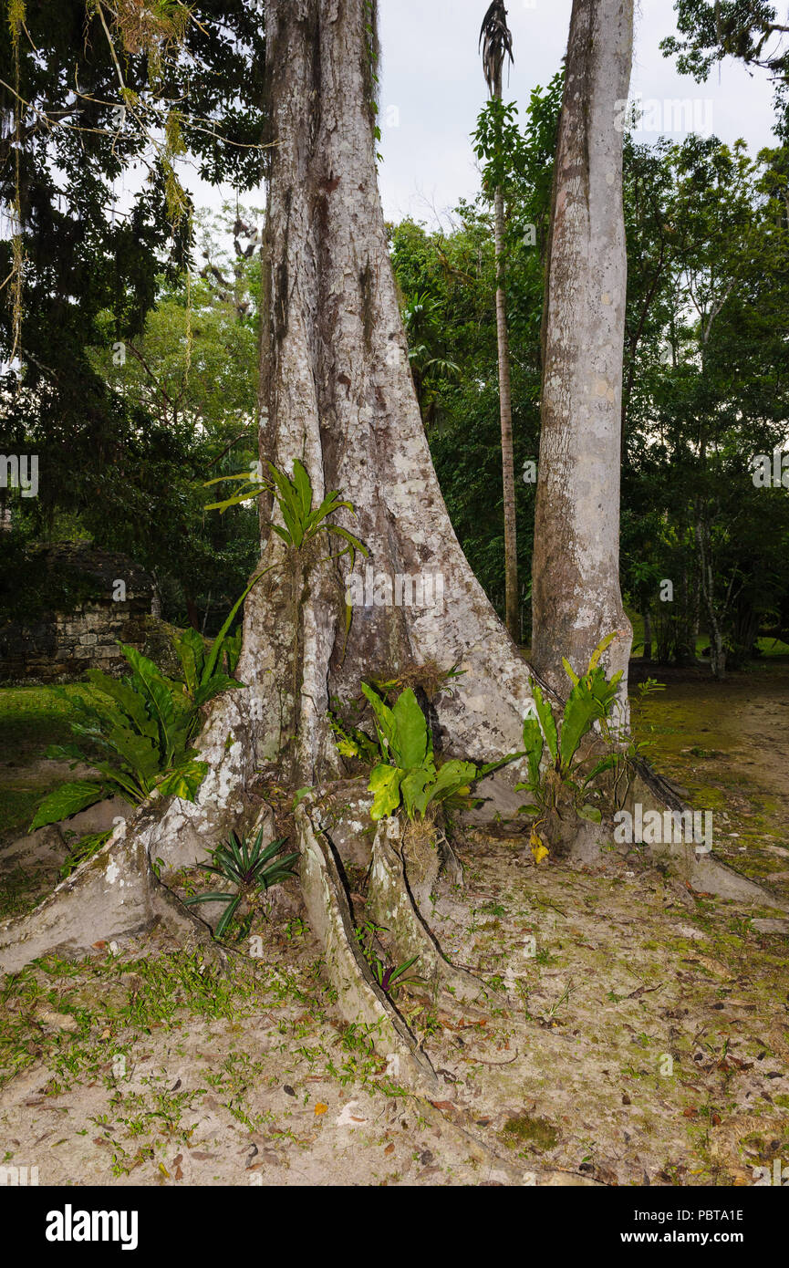 Part of Mayan city of Tikal, Mundo Perdido, Guatemala Stock Photo - Alamy