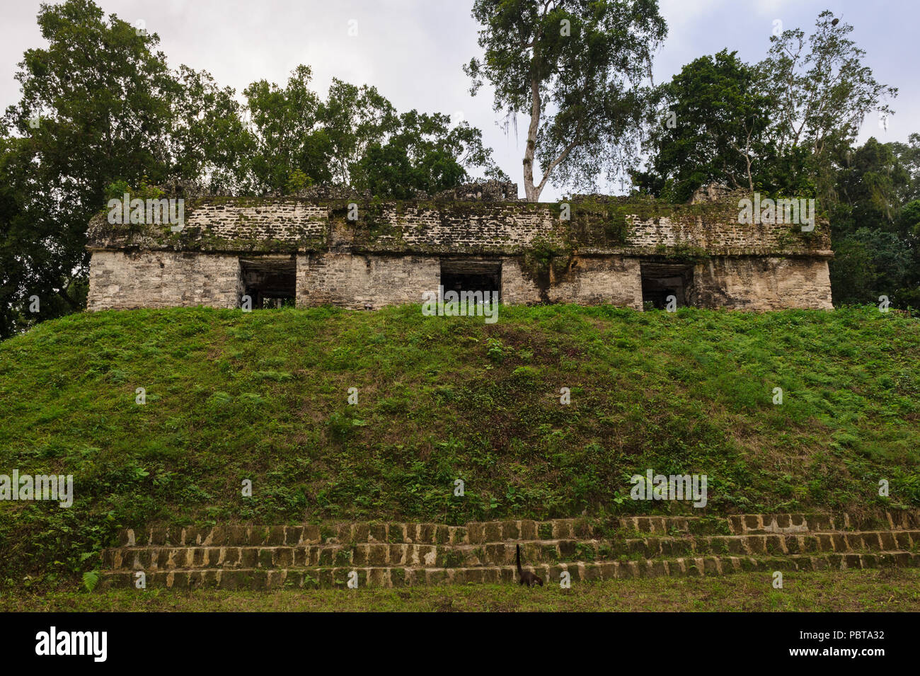 Mundo perdido, Tikal, Guatemala, South America Stock Photo - Alamy