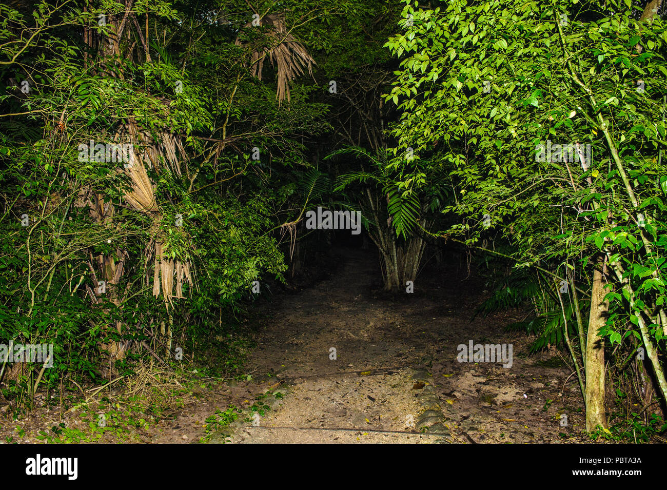 Forest in Guatemala, South America Stock Photo - Alamy