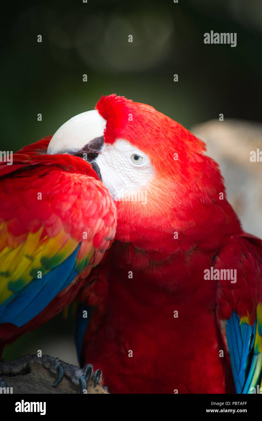 Beautiful ara parrot in Mexican tropical forest Stock Photo - Alamy