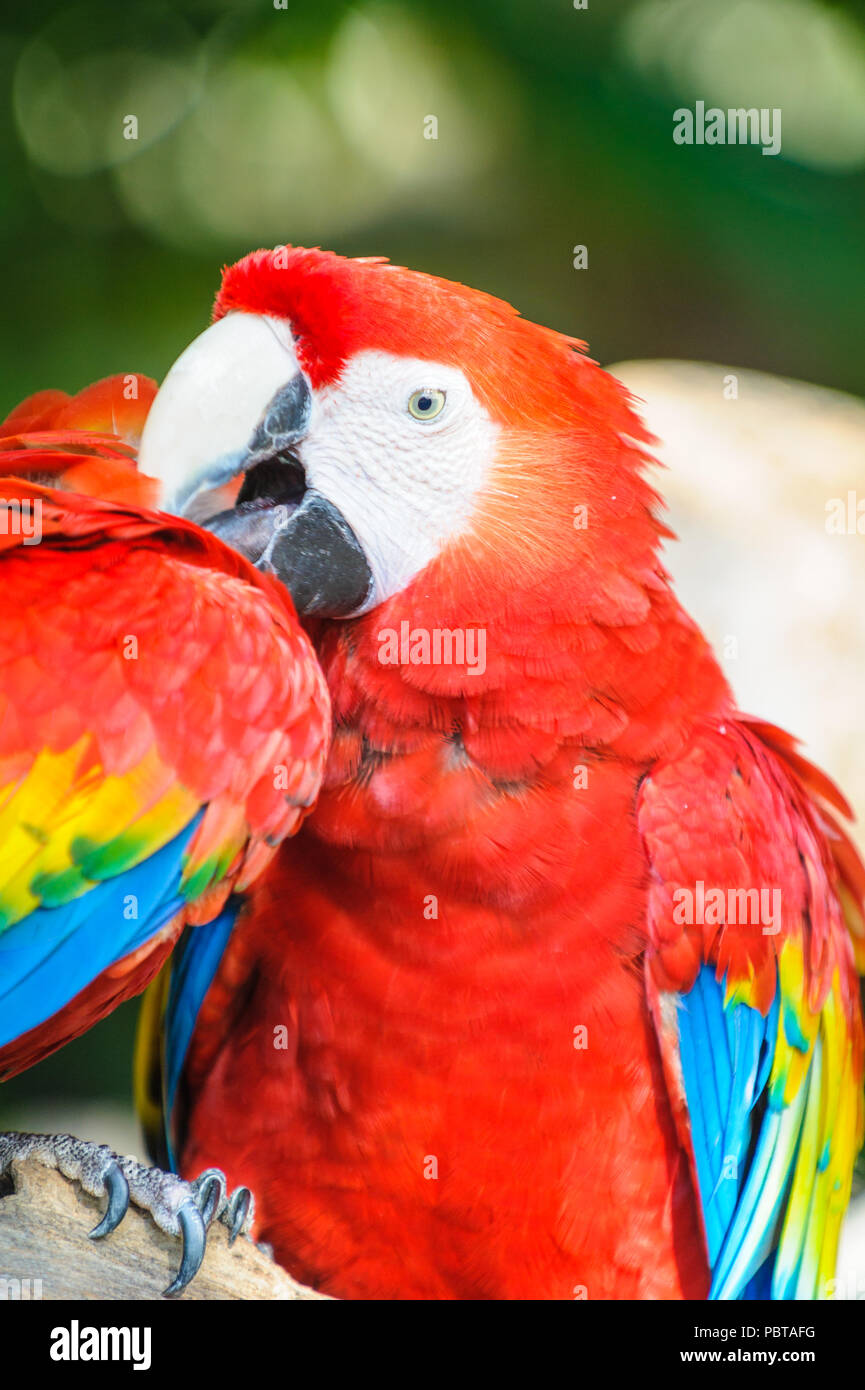 Beautiful ara parrot in Mexican tropical forest Stock Photo - Alamy