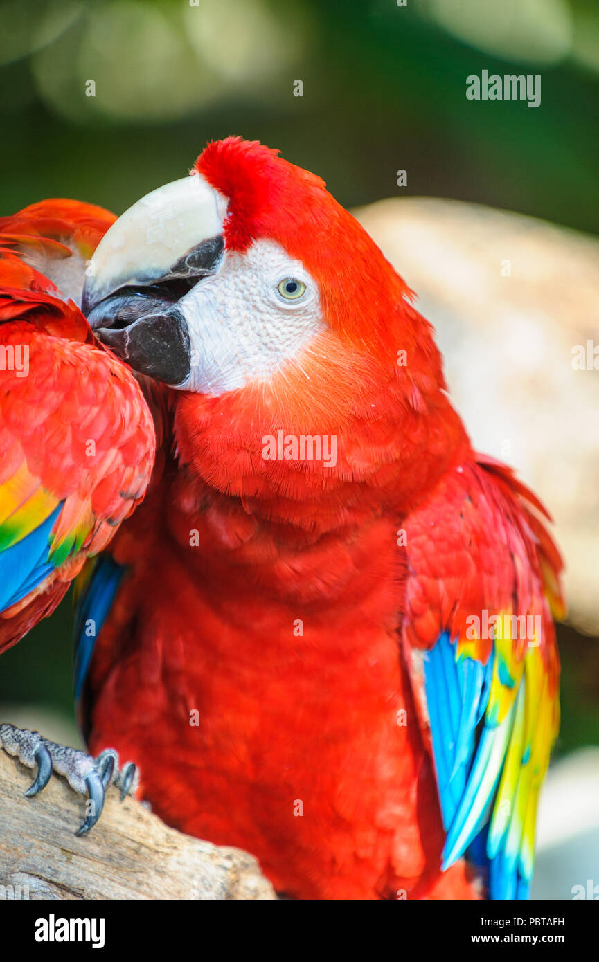 Parrot bird portrait ave hi-res stock photography and images - Alamy