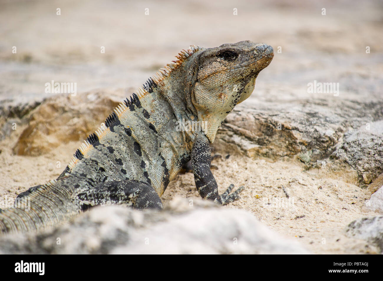 Mexican iguana portrait Stock Photo - Alamy