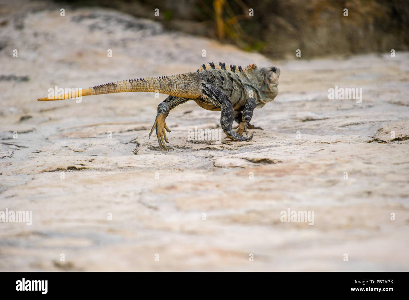 Mexican iguana walking Stock Photo - Alamy
