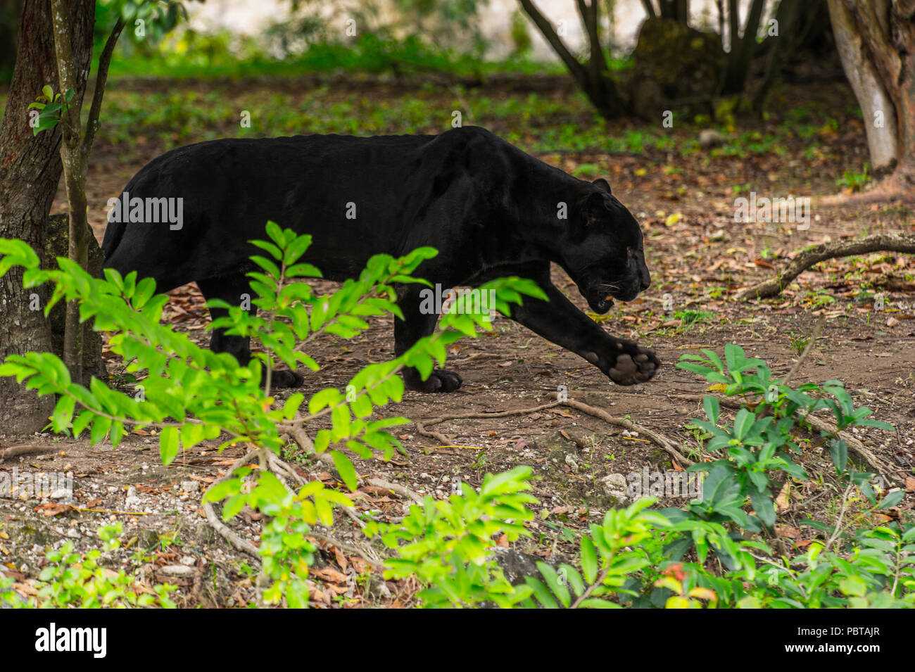Black panther walks through the jungle Stock Photo - Alamy