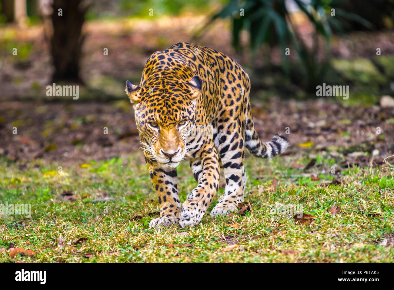 Scary leopard walks for hunt in the jungle Stock Photo - Alamy