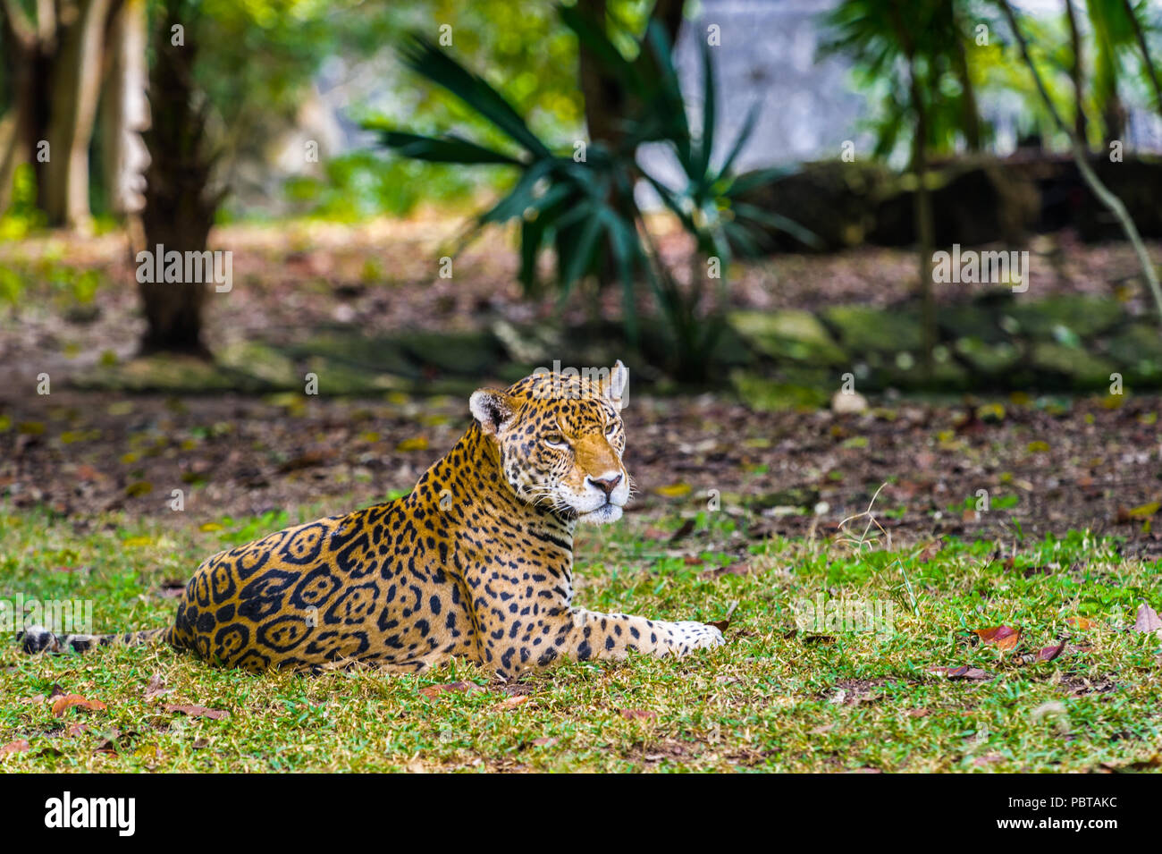 Portrait of a leopard taking rest on the grass in Mexico Stock Photo ...