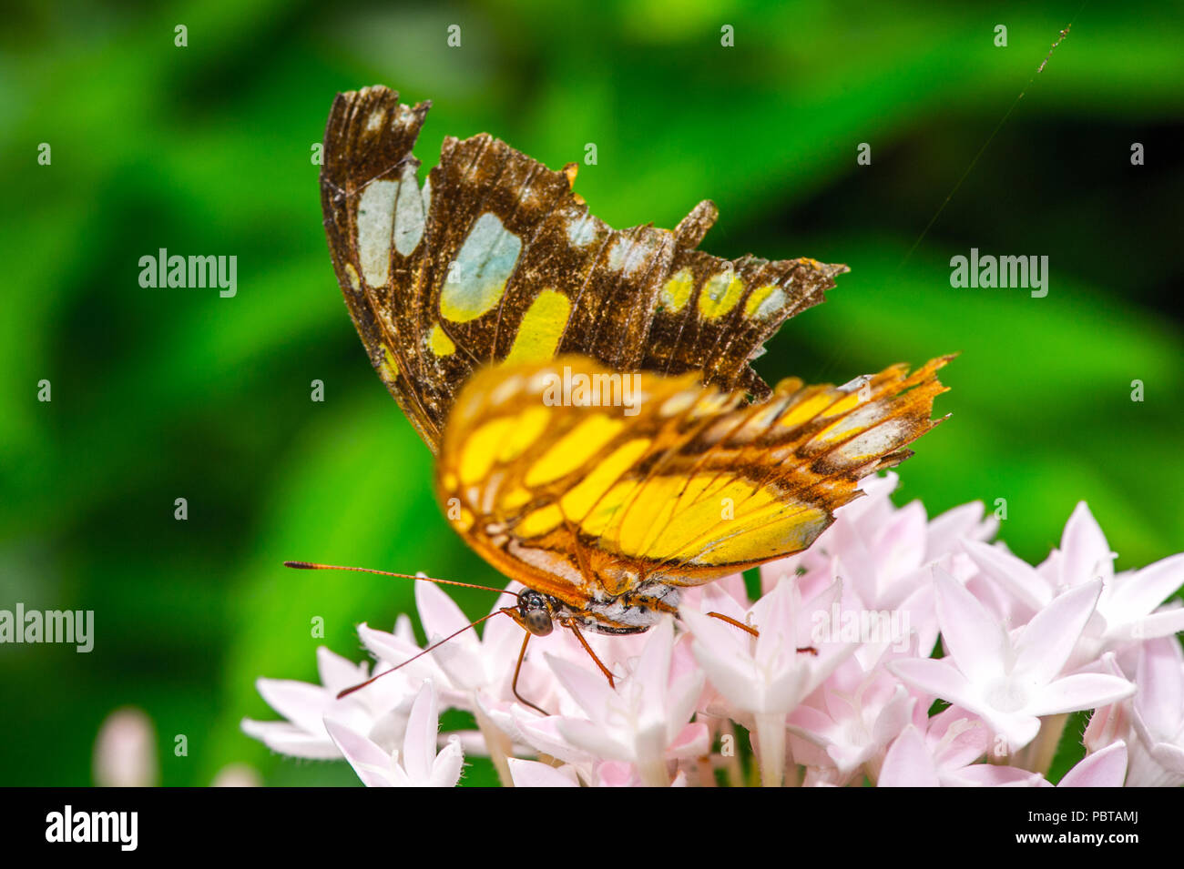 Mexican butterfly over the flower Stock Photo - Alamy
