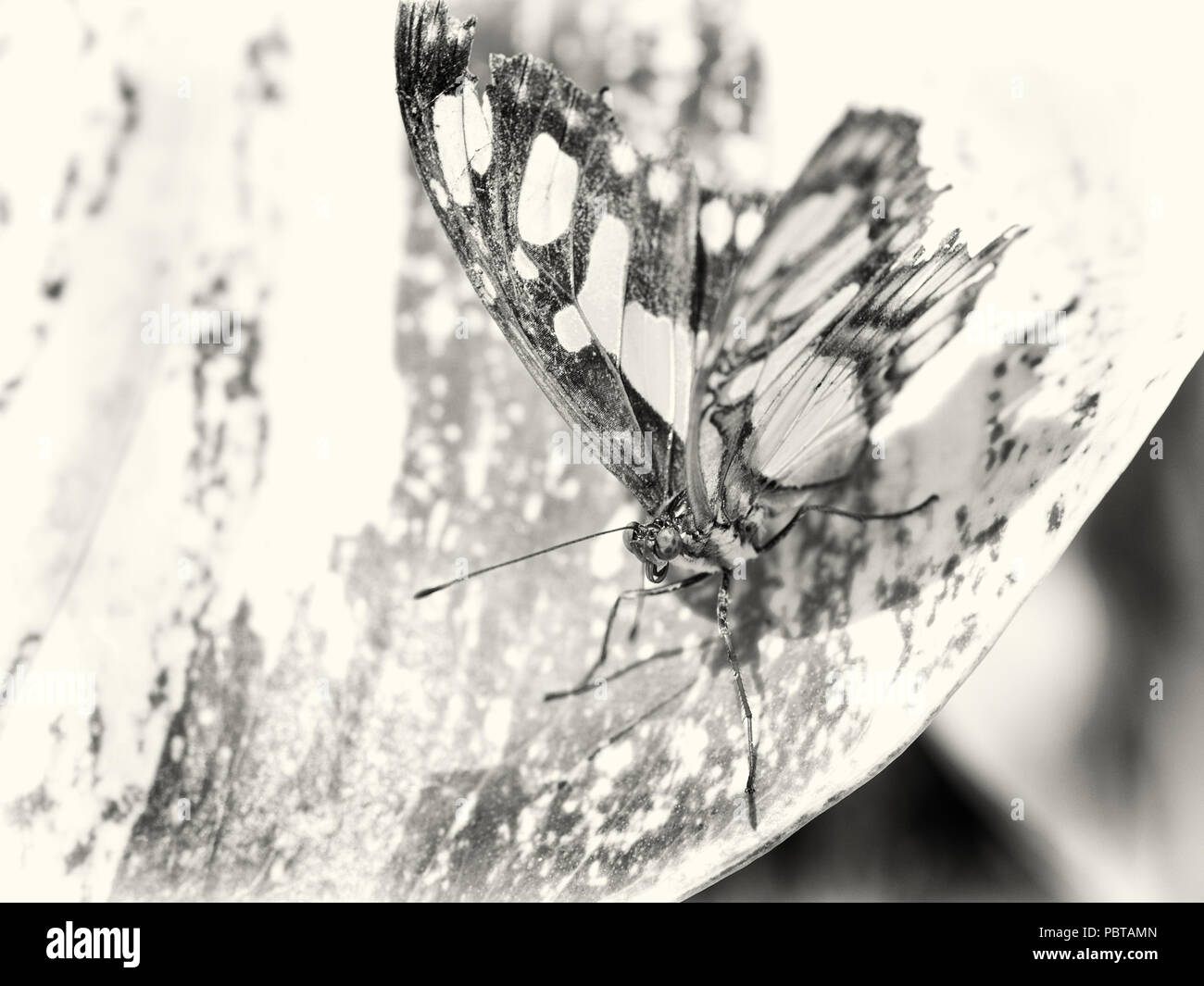Beautiful butterfly on the plants in Mexico Stock Photo - Alamy