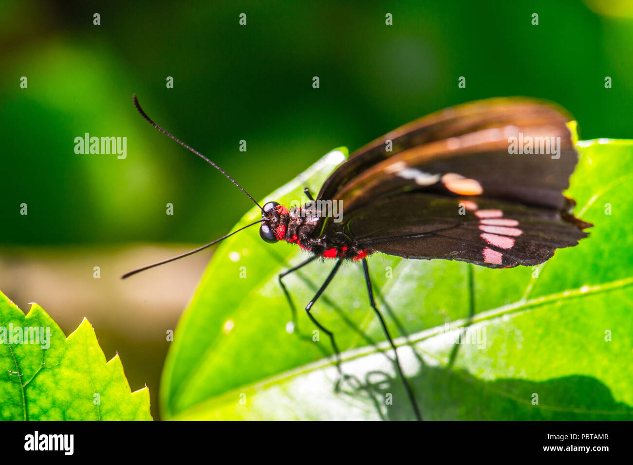Beautiful butterfly on the plants in Mexico Stock Photo - Alamy