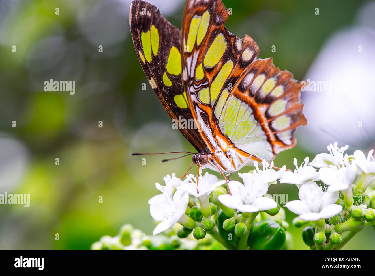 Beautiful butterfly with the ornament on it wing, Mexico Stock Photo ...