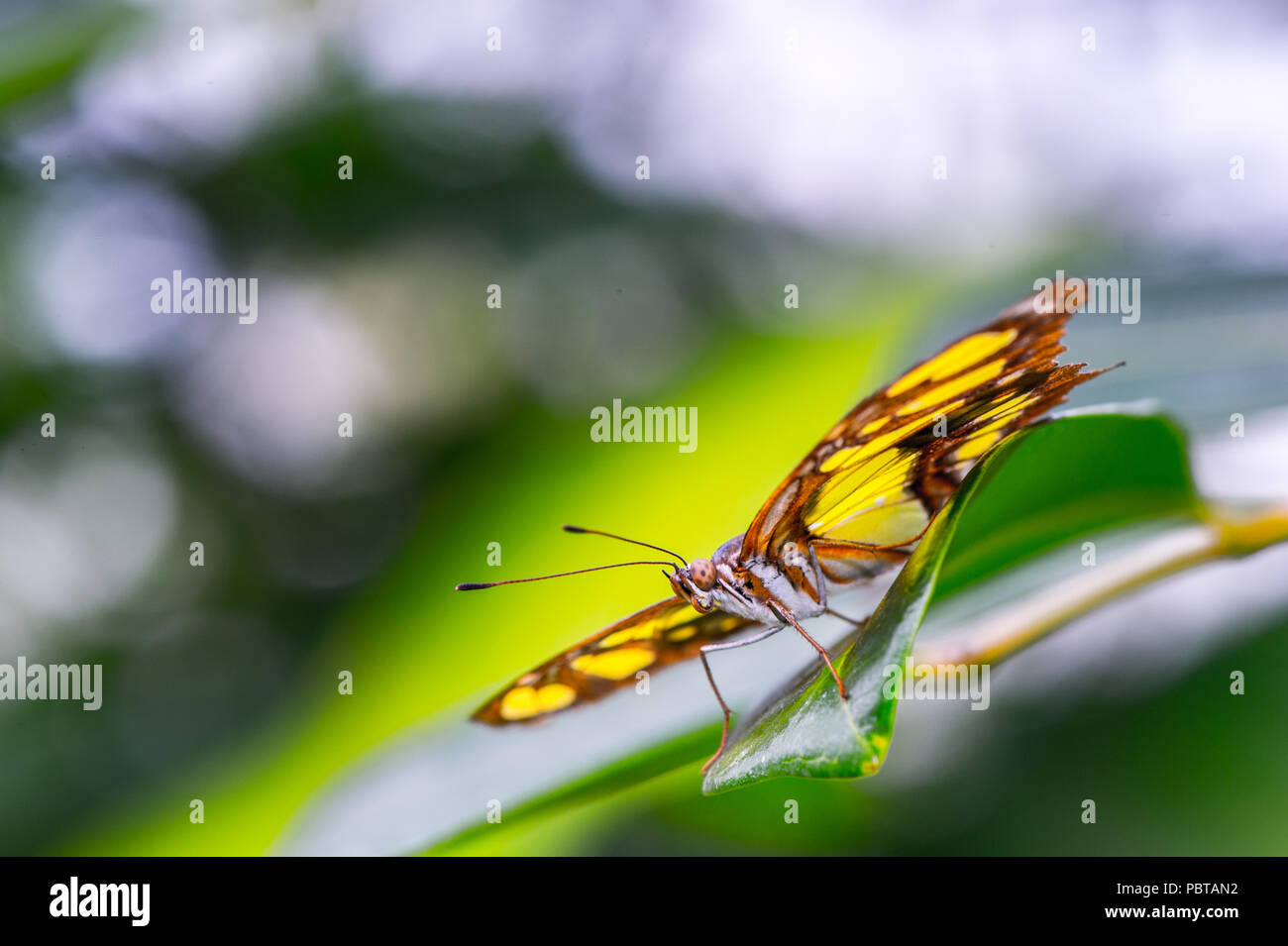 Beautiful butterfly with the ornament on it wing, Mexico Stock Photo ...