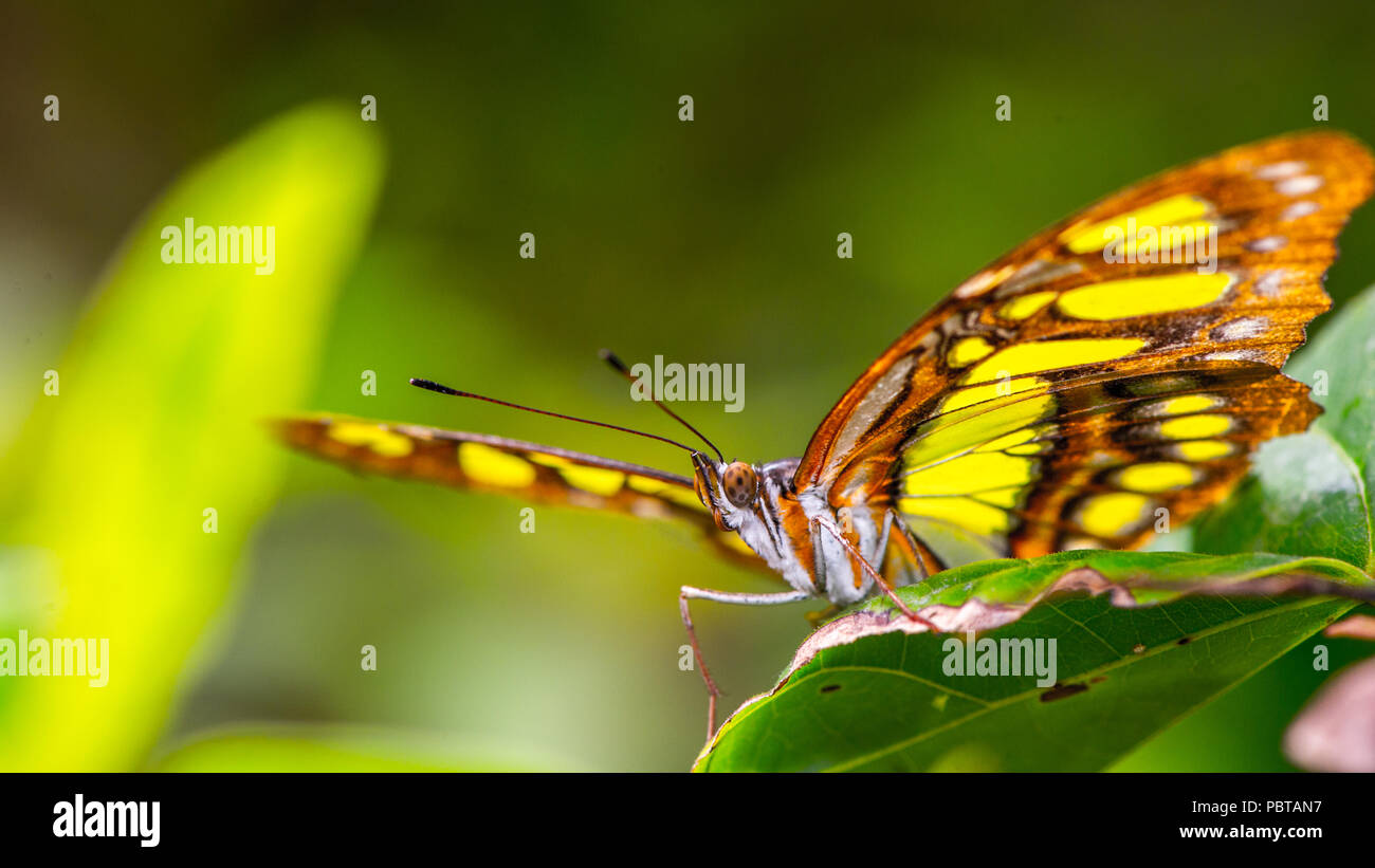 Beautiful butterfly with the ornament on it wing, Mexico Stock Photo ...
