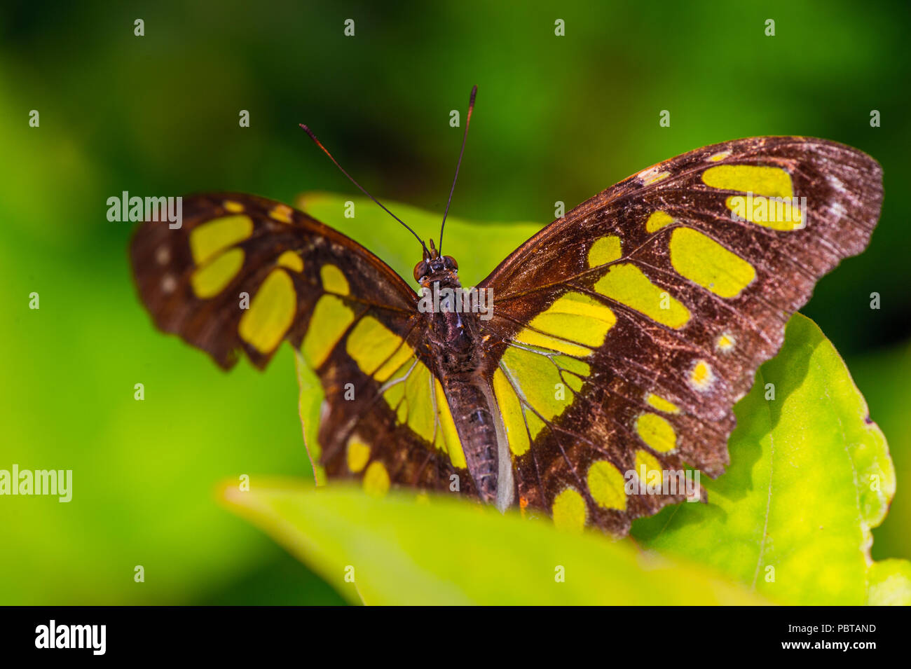 Beautiful butterfly with the ornament on it wing, Mexico Stock Photo ...