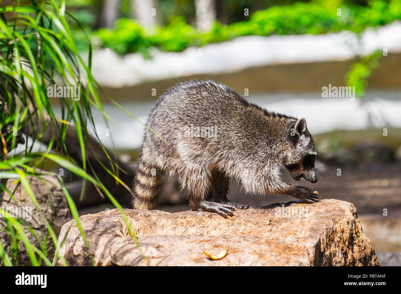 Mexican raccoon hi-res stock photography and images - Alamy