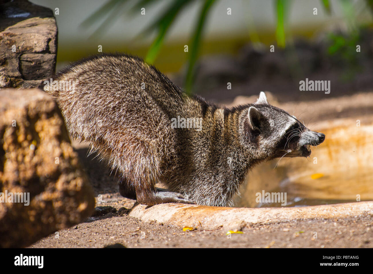 Mexican Raccoon High Resolution Stock Photography and Images - Alamy