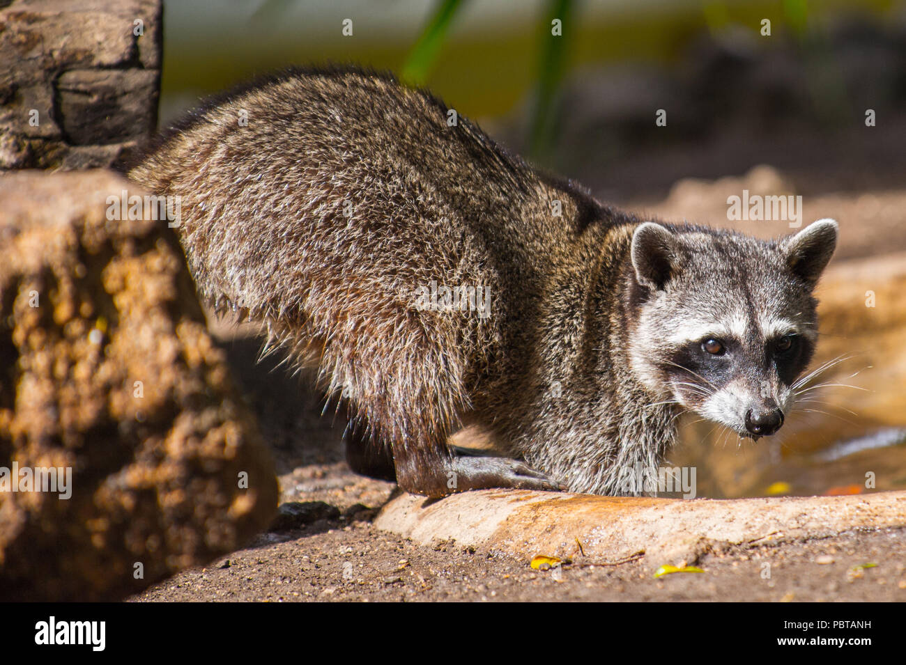 Mexican raccoon hi-res stock photography and images - Alamy