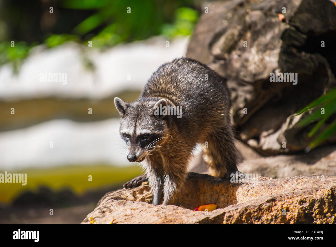 Raccoon on the stone in Mexico Stock Photo - Alamy