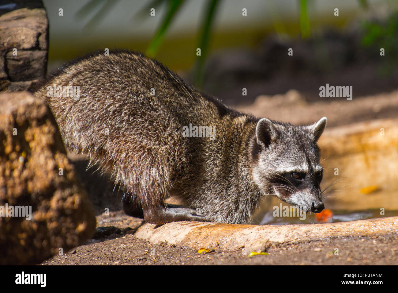 Mexican raccoon hi-res stock photography and images - Alamy