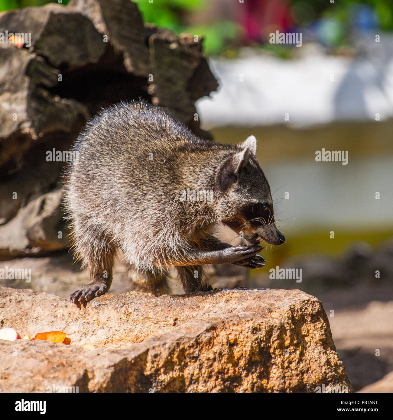 Mexican raccoon hi-res stock photography and images - Alamy