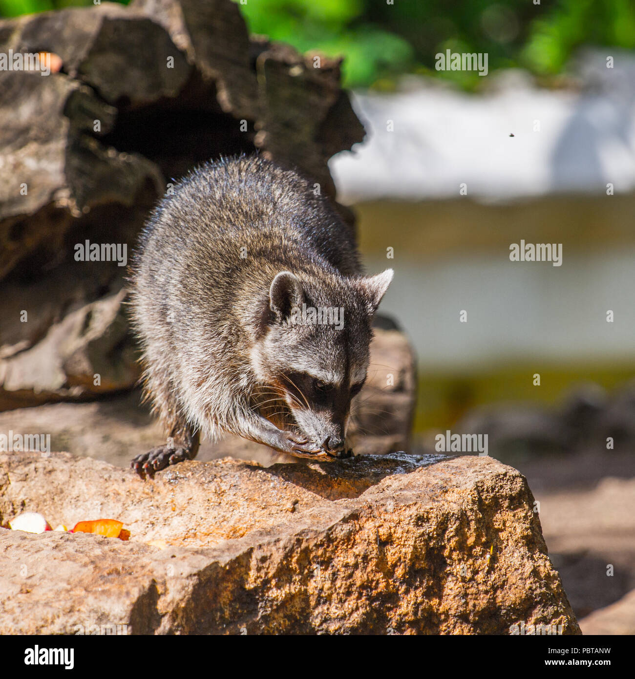 Mexican Raccoon High Resolution Stock Photography and Images - Alamy