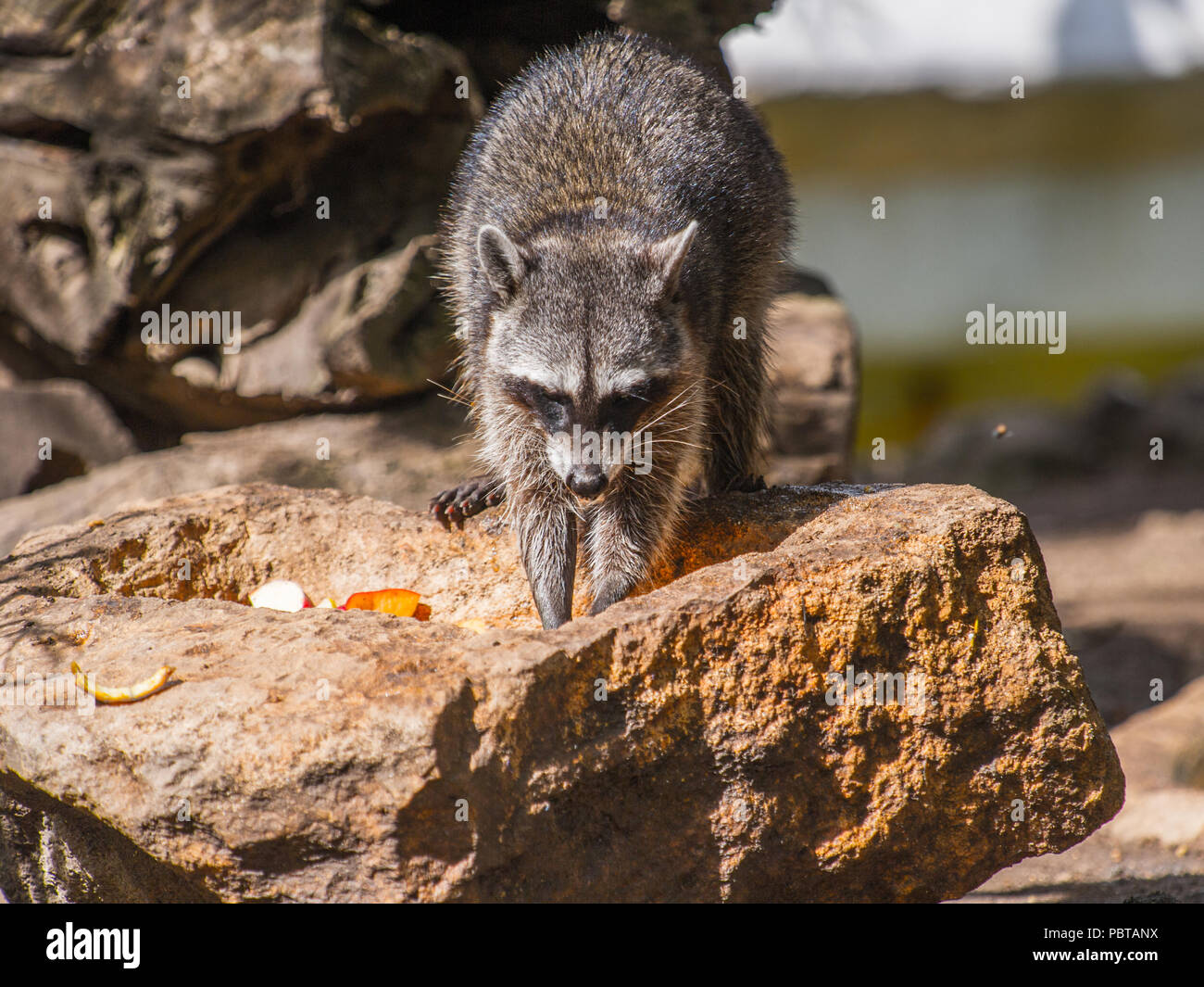 Mexican raccoon hi-res stock photography and images - Alamy