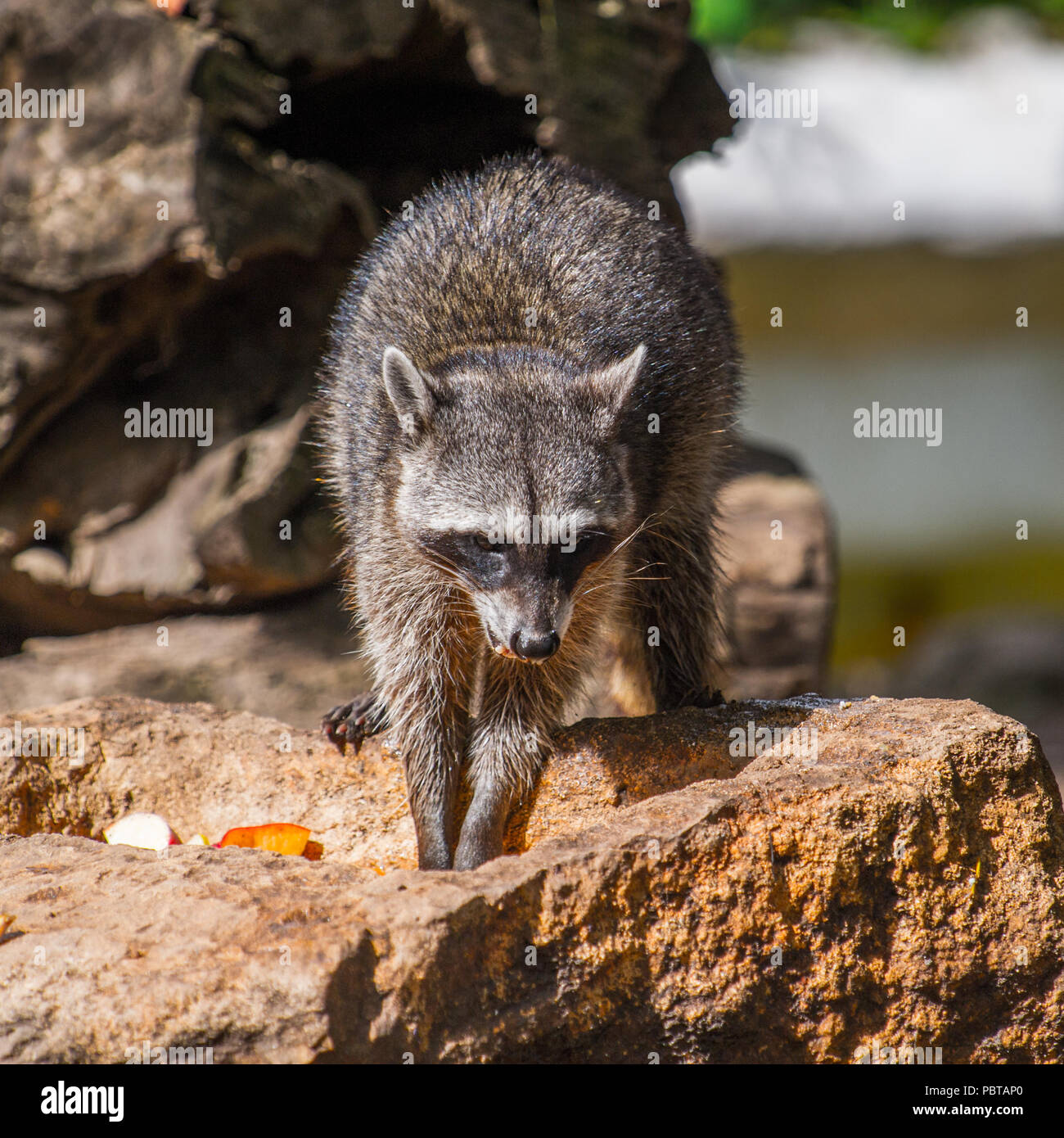 Mexican raccoon hi-res stock photography and images - Alamy