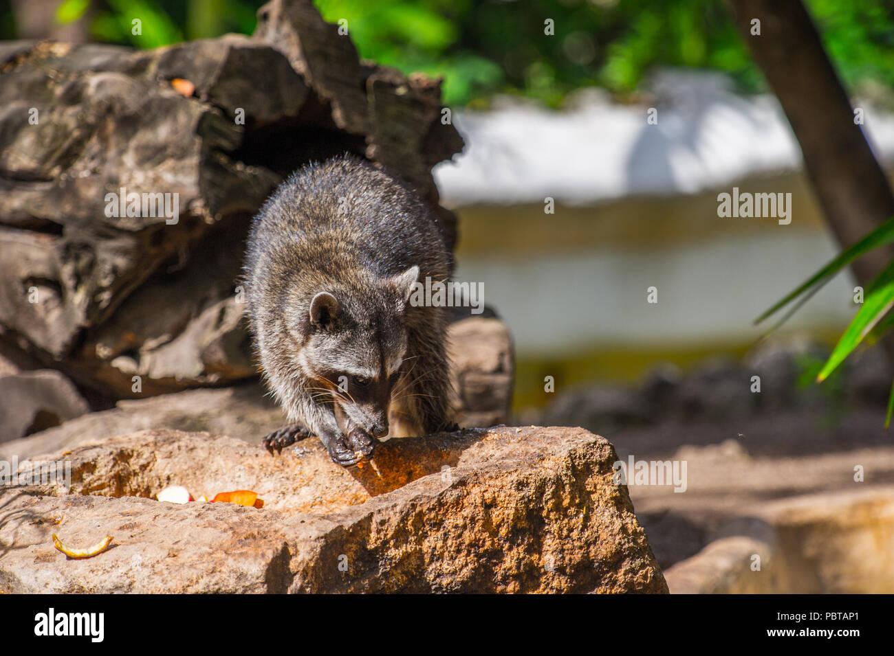 Mexican raccoon hi-res stock photography and images - Alamy