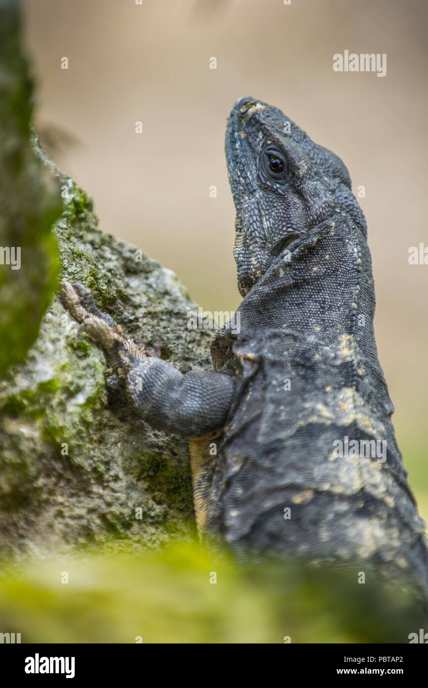 Close up of a Mexican iguana Stock Photo - Alamy