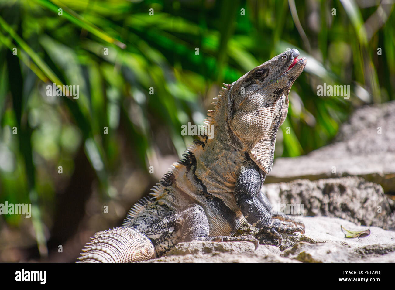 Close up of a Mexican iguana Stock Photo - Alamy