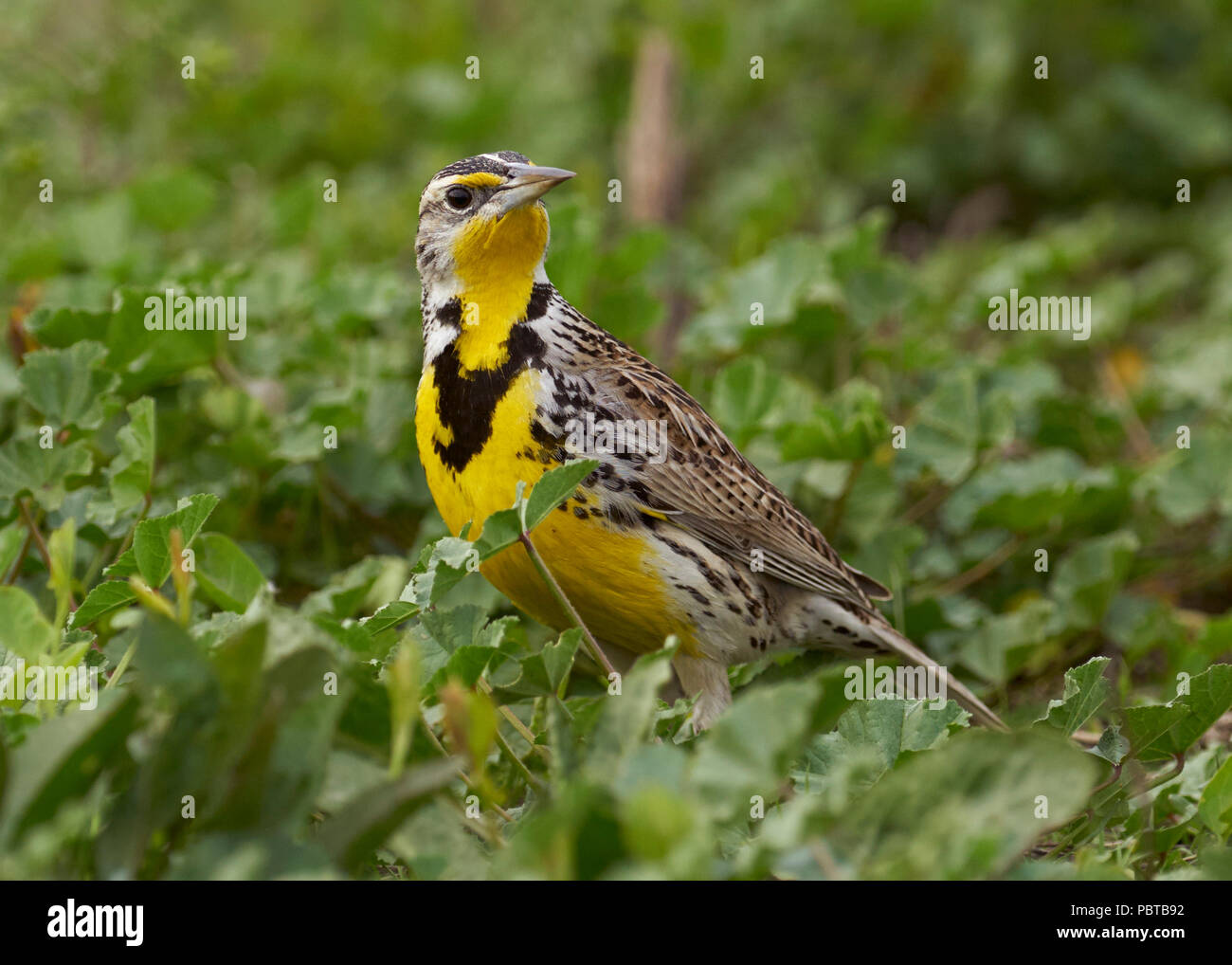 Western Meadowlark High Resolution Stock Photography and Images - Alamy