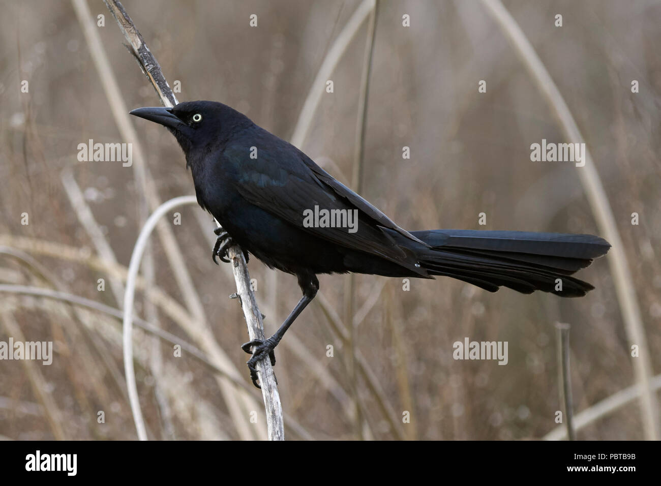 Grackles hi-res stock photography and images - Alamy