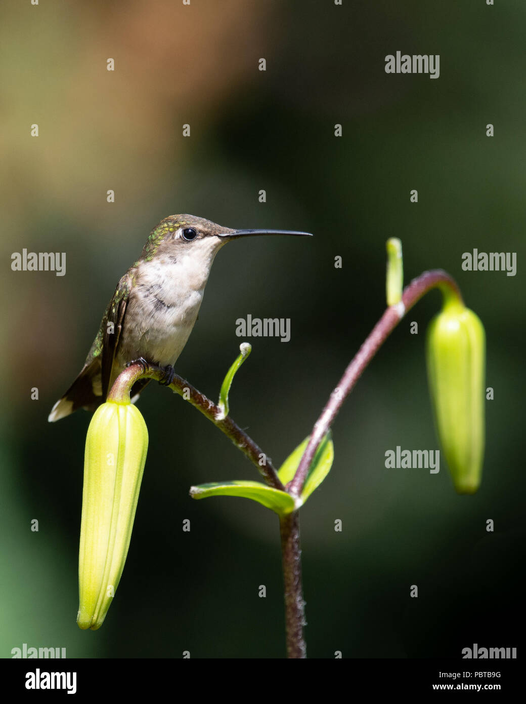 A female ruby throated hummingbird, Archilochus colubris, perched on ...
