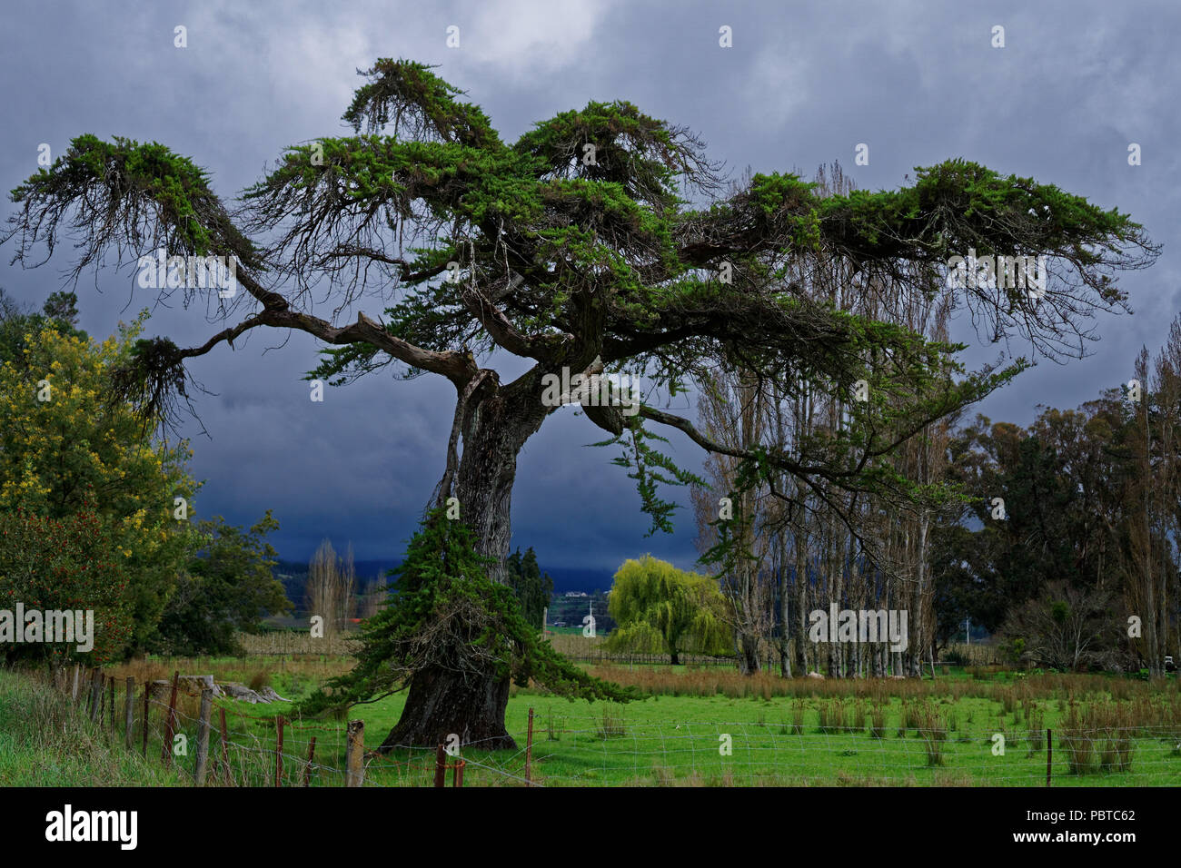 Macrocarpa tree hi-res stock photography and images - Alamy