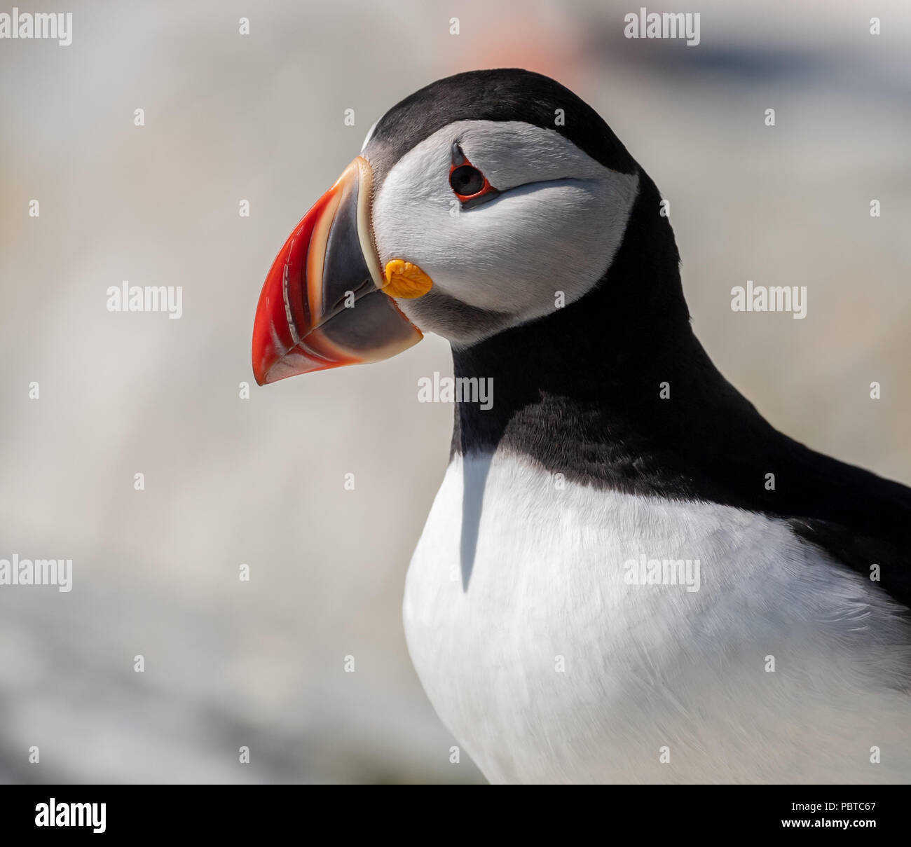 Puffin jersey uk hi-res stock photography and images - Alamy