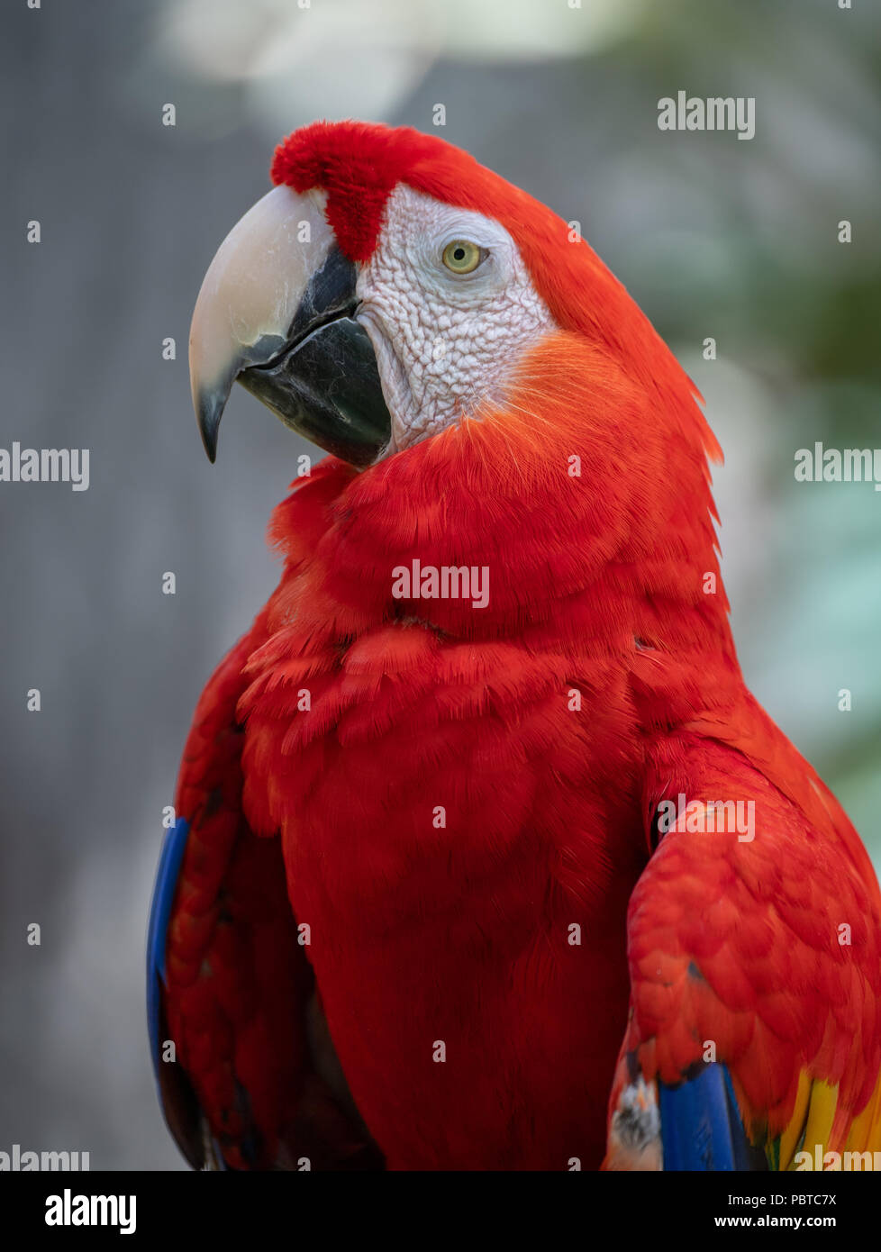 Parrot feet. macaw hi-res stock photography and images - Alamy