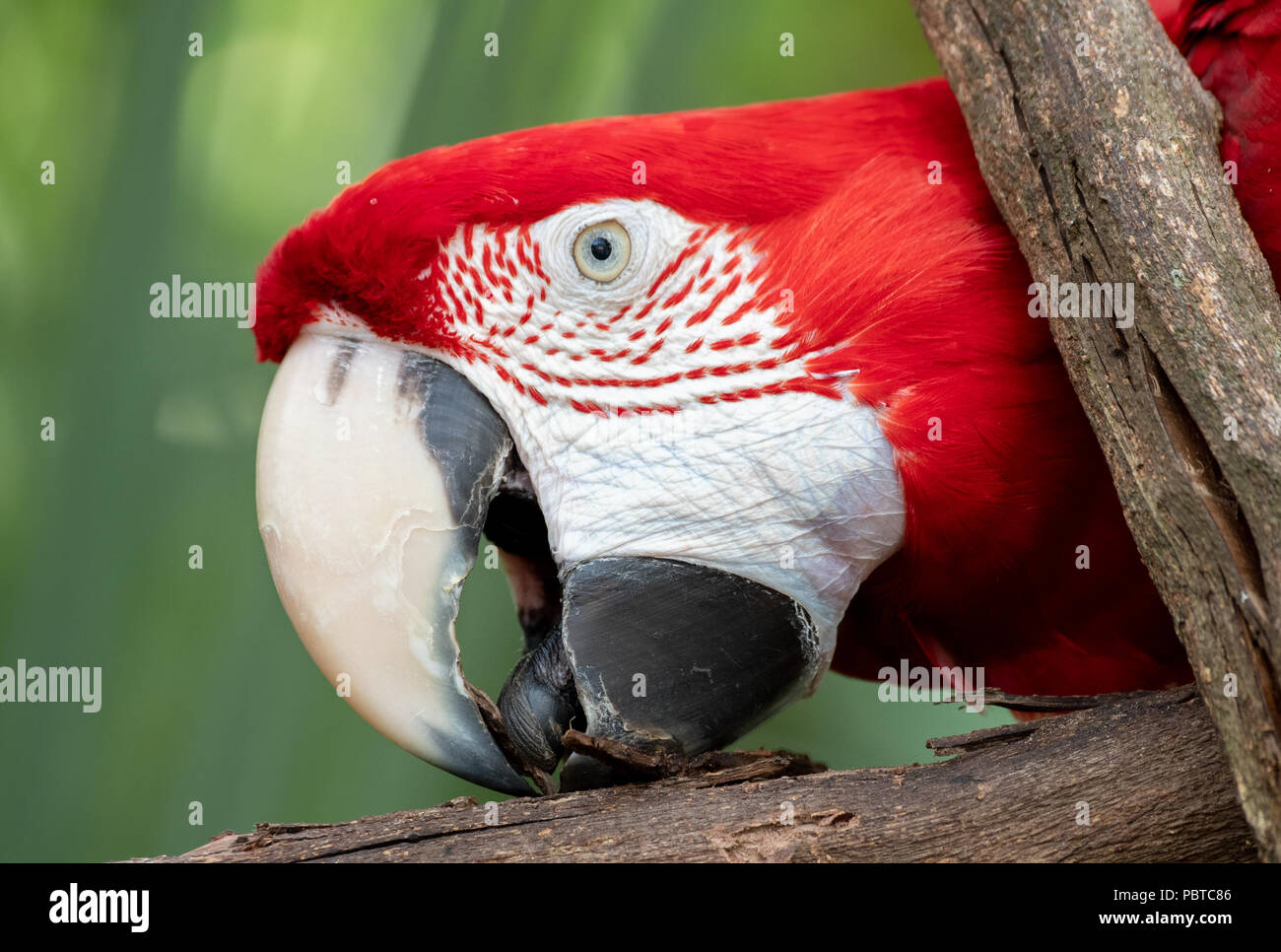 Parrot chicks hi-res stock photography and images - Alamy