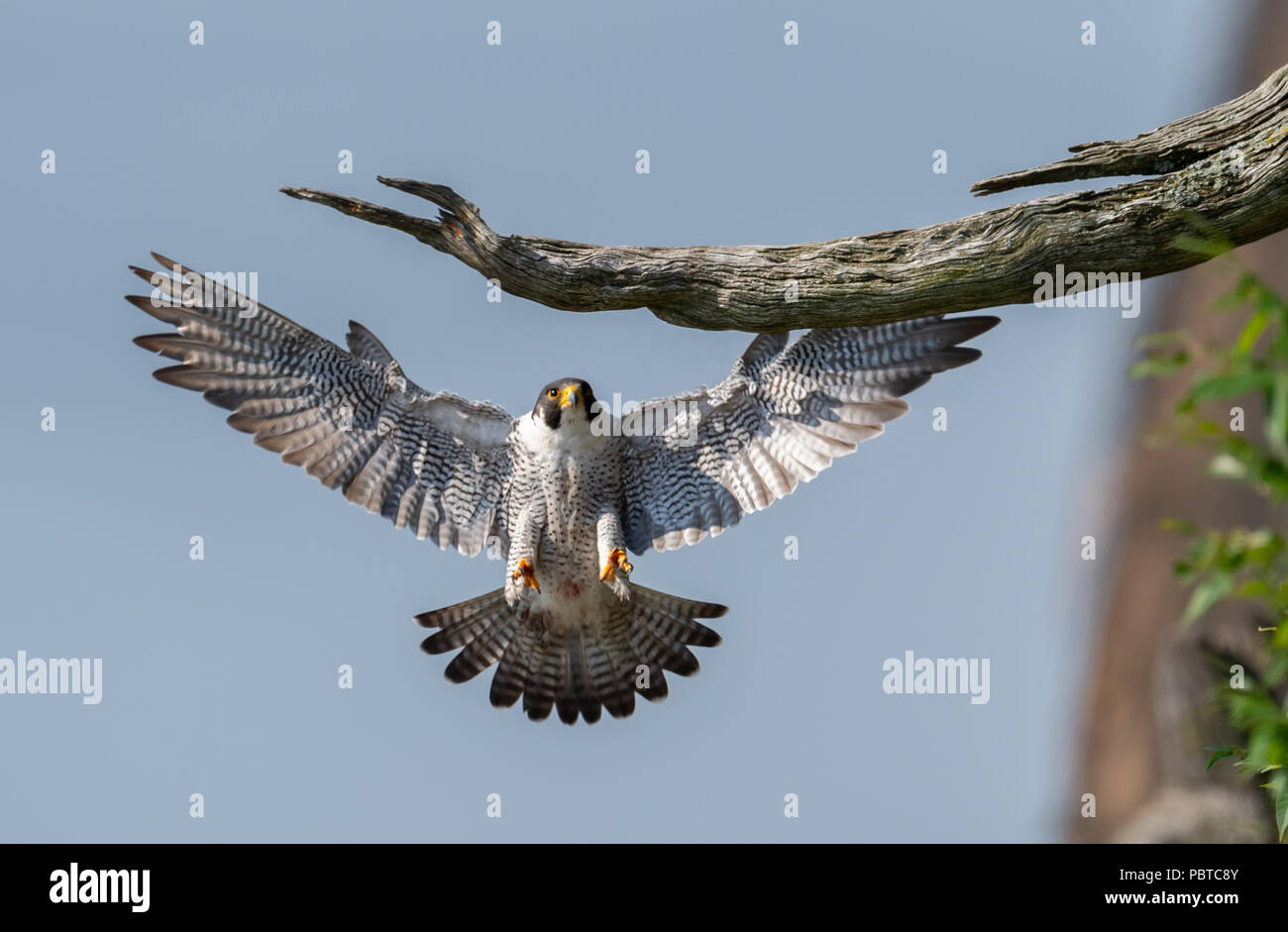 Peregrine Falcon Portrait Stock Photo - Alamy