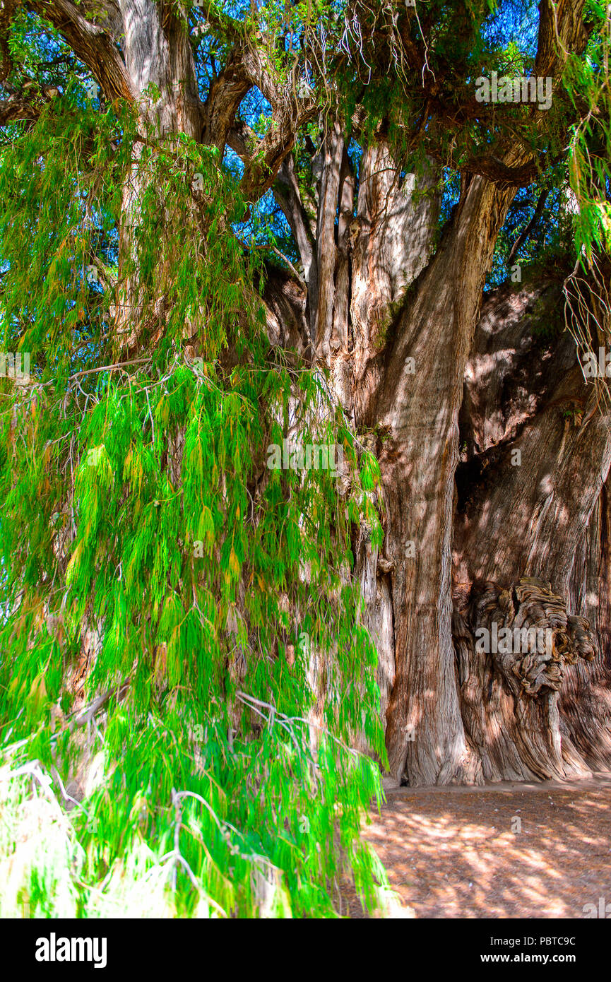 The Tree of Tule (El Arbol de Tule), Montezuma cypress or ahuehuete in ...