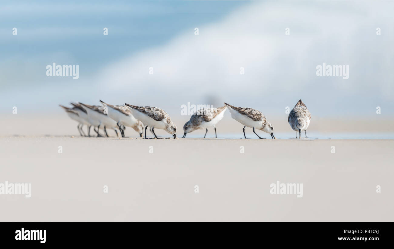 Piping plover fly hi-res stock photography and images - Alamy