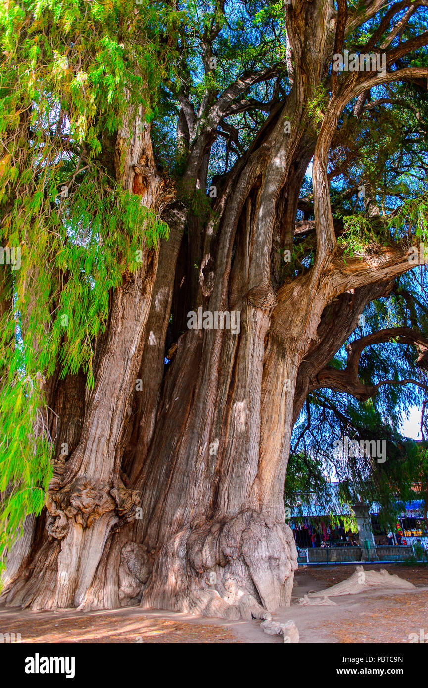 The Tree of Tule (El Arbol de Tule), Montezuma cypress or ahuehuete in ...