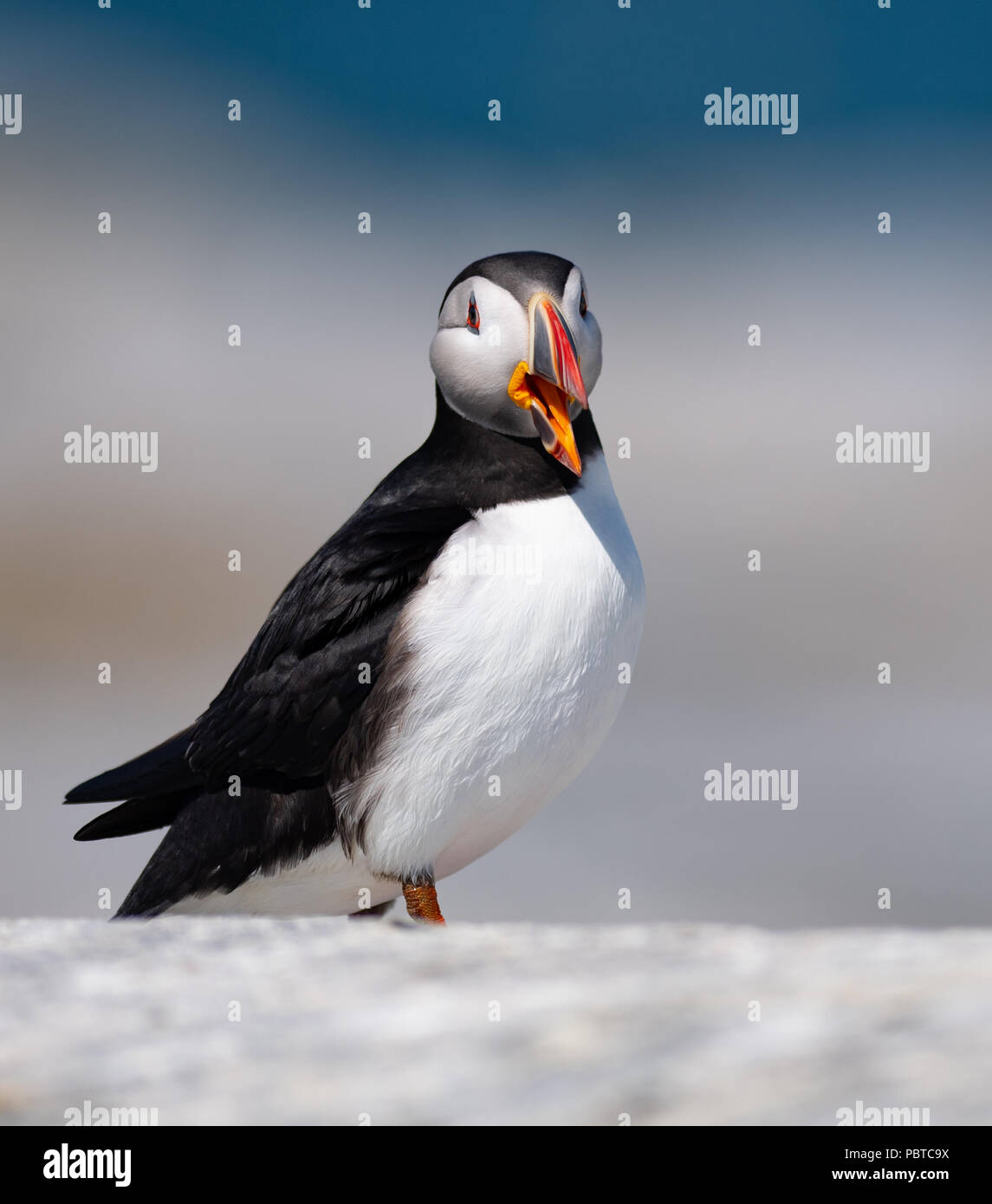 Puffin jersey uk hi-res stock photography and images - Alamy